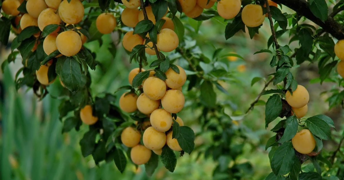 Planting and maintaining a mirabelle plum tree in your garden? – Neary